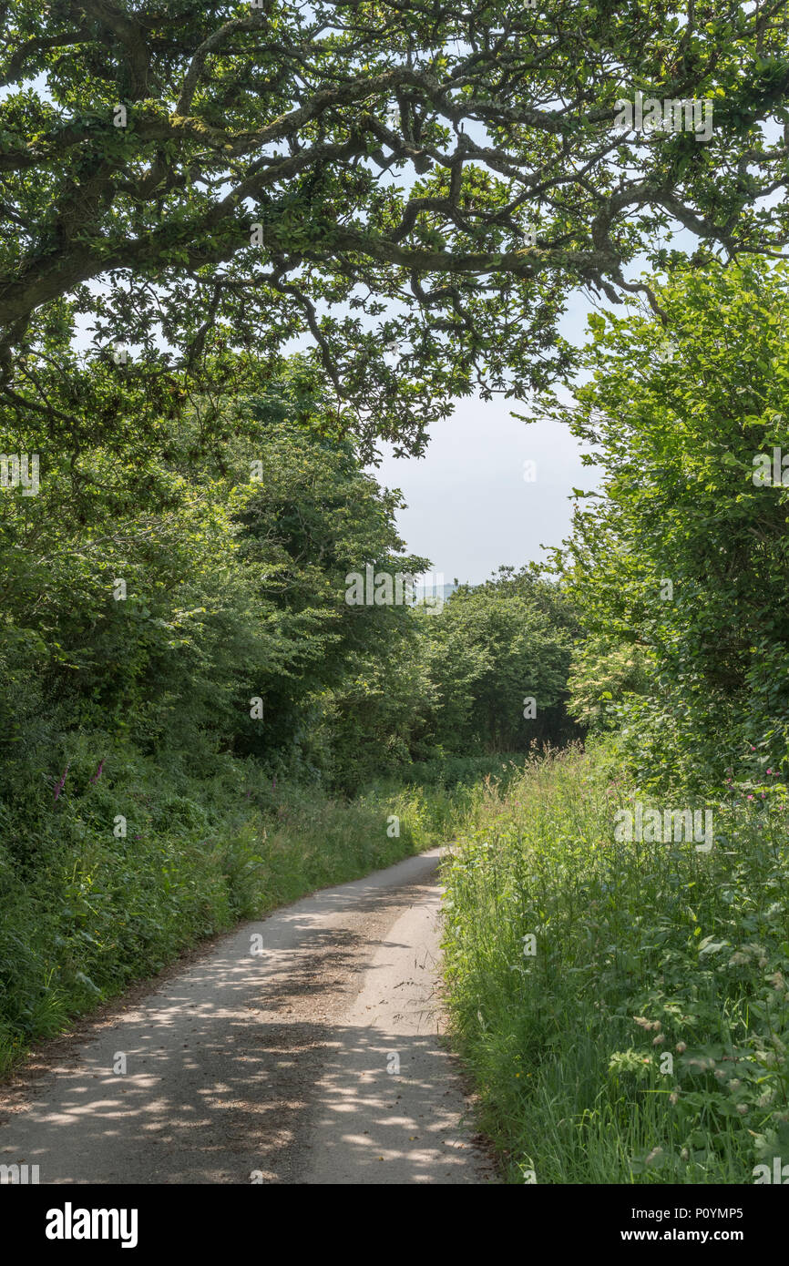 Quiet Cornish country lane and hedgerow. Country road into the distance ...