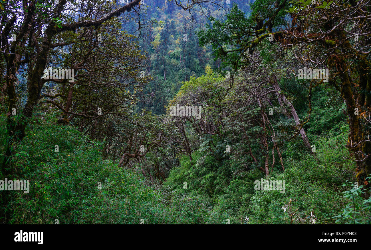 Deep forest on trekking trail of Annapurna Range in Nepal Stock Photo ...