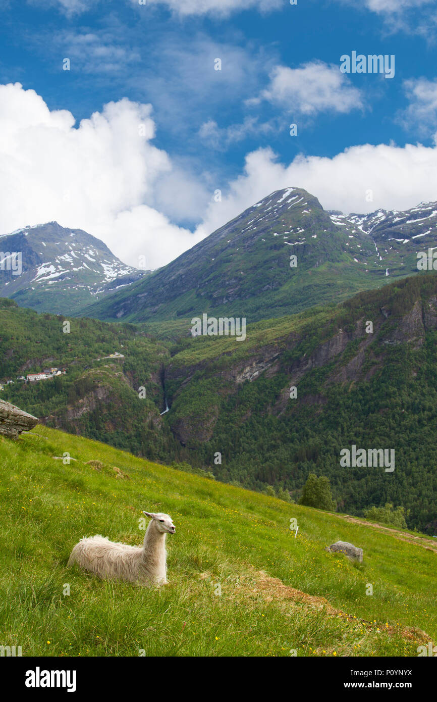 Scenic spots and animals hi-res stock photography and images - Alamy