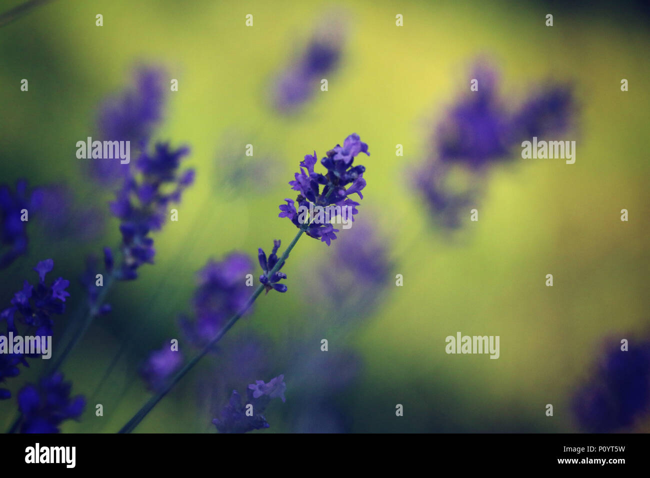 Levander flower hi-res stock photography and images - Alamy