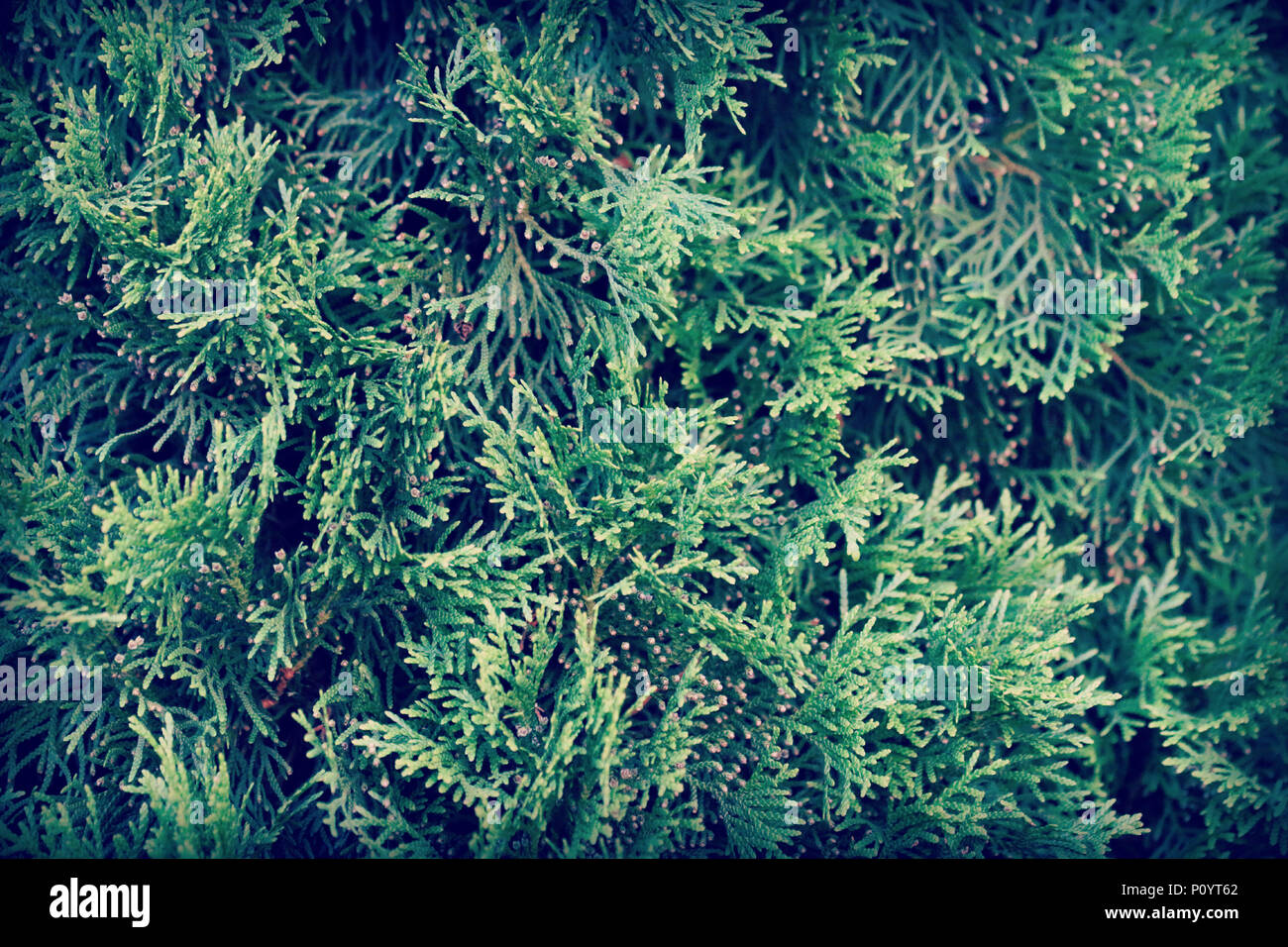 Thuja leaf hi-res stock photography and images - Alamy