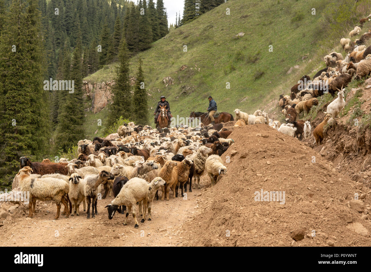 Sheep herding hi-res stock photography and images - Alamy