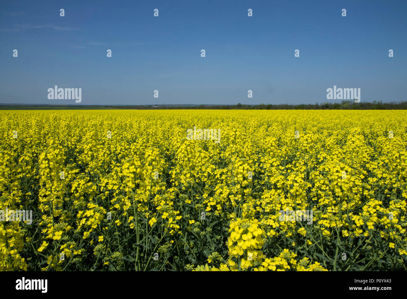 Colza hi-res stock photography and images - Alamy