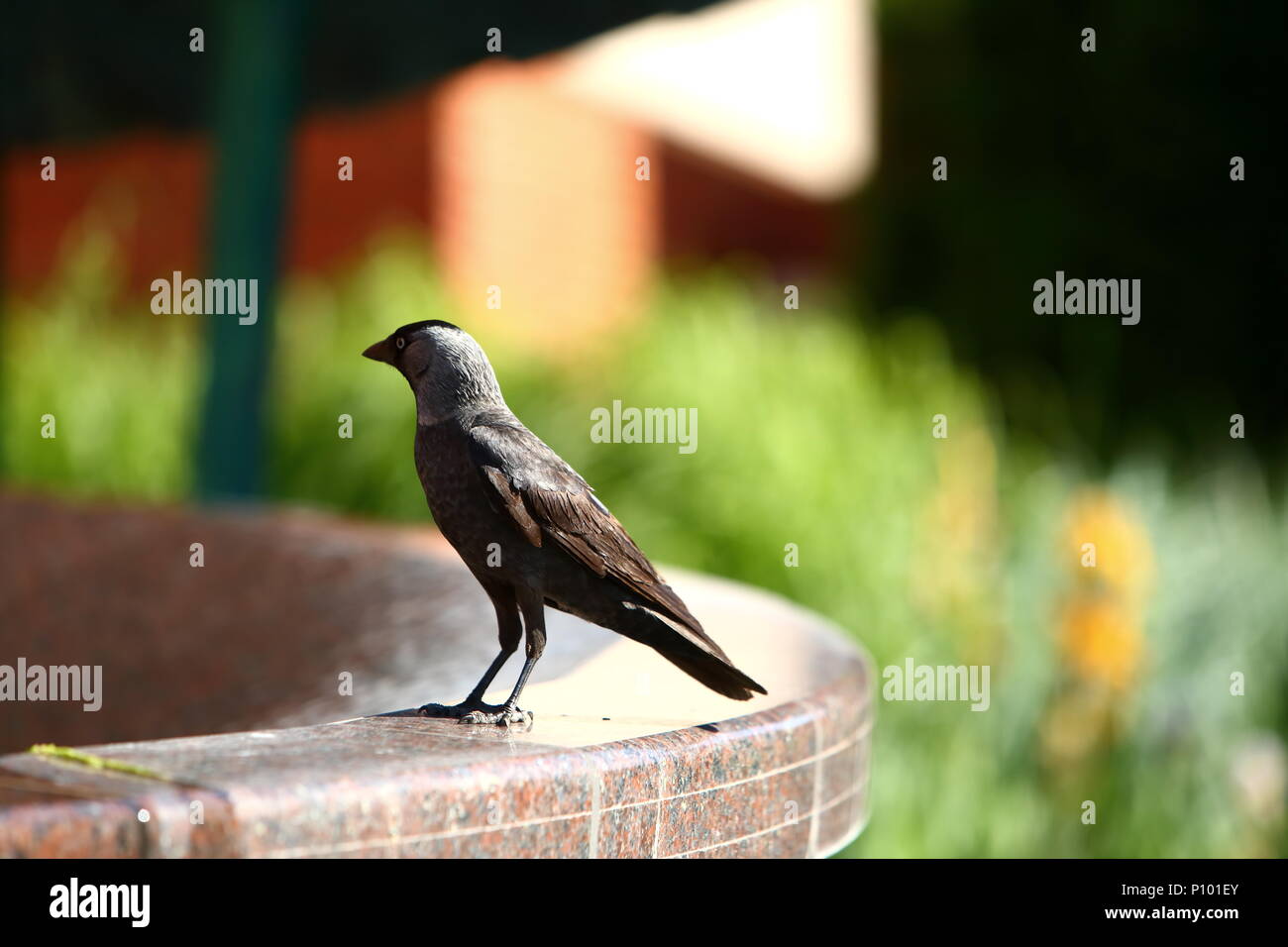 Black gray bird poland hi-res stock photography and images - Alamy