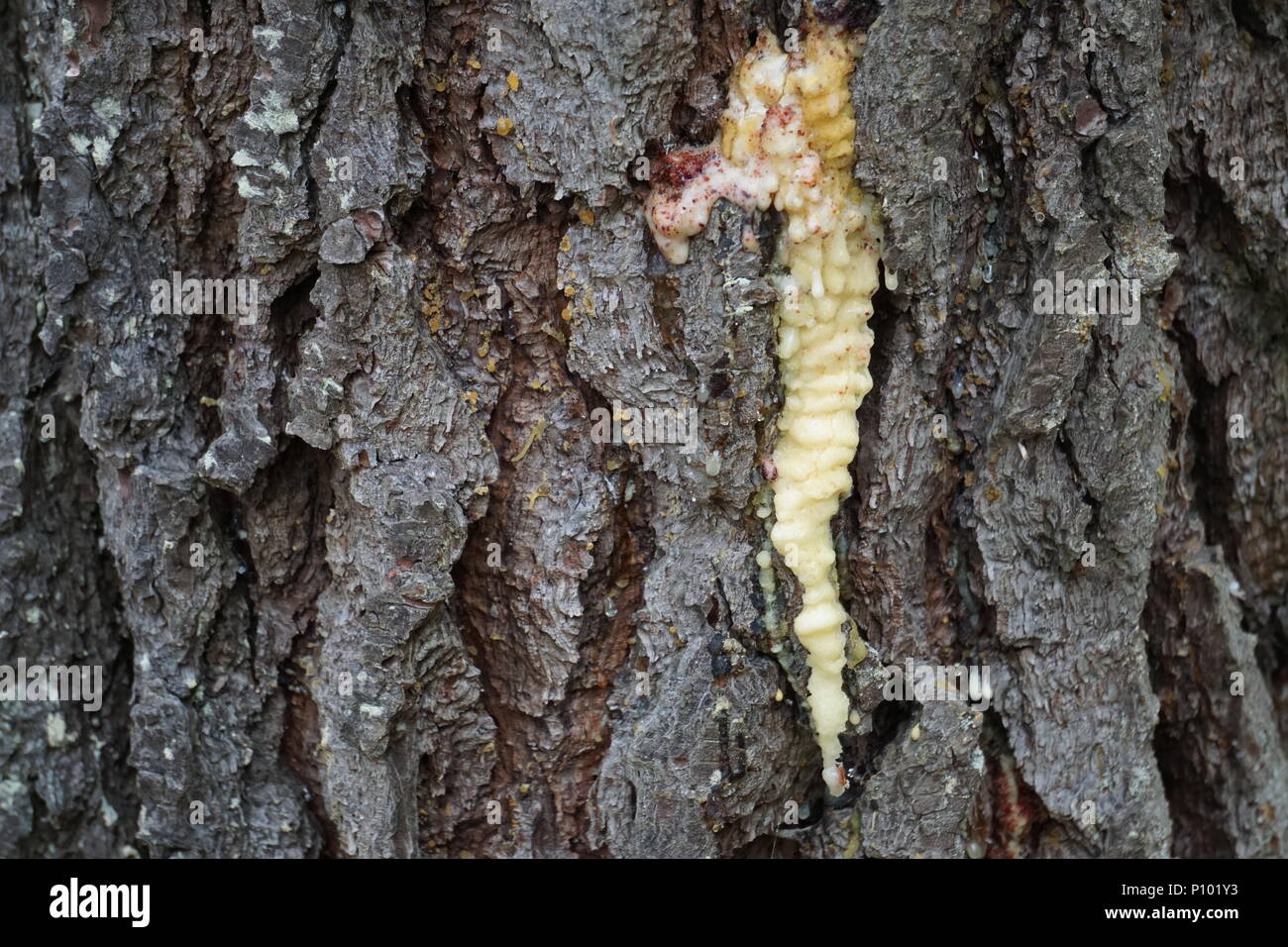 Fun shape of sap dripping from an opening on a pine tree on old bark in ...