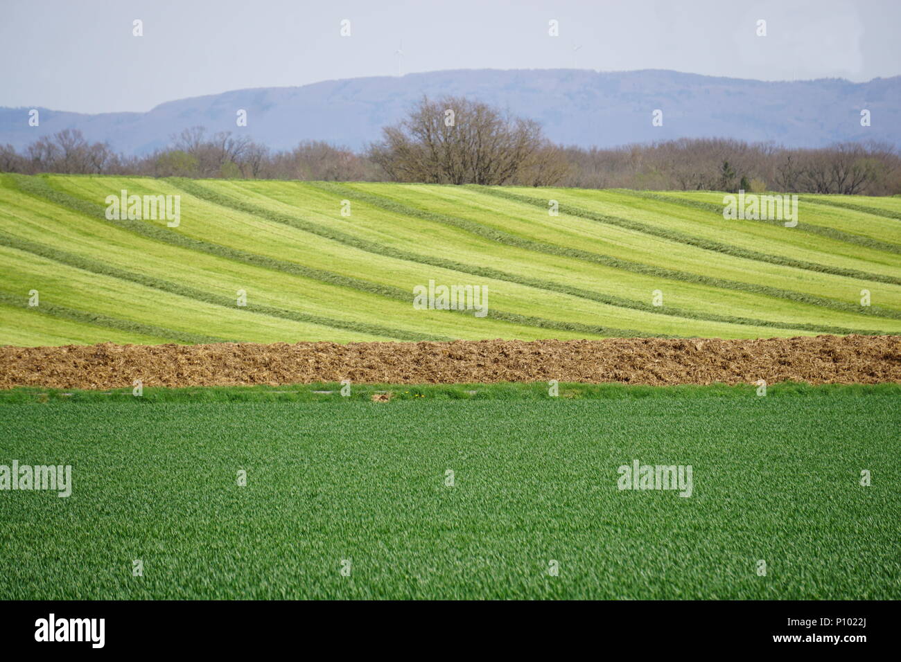 Bright green agricultural fields in the hills of the countryside in ...