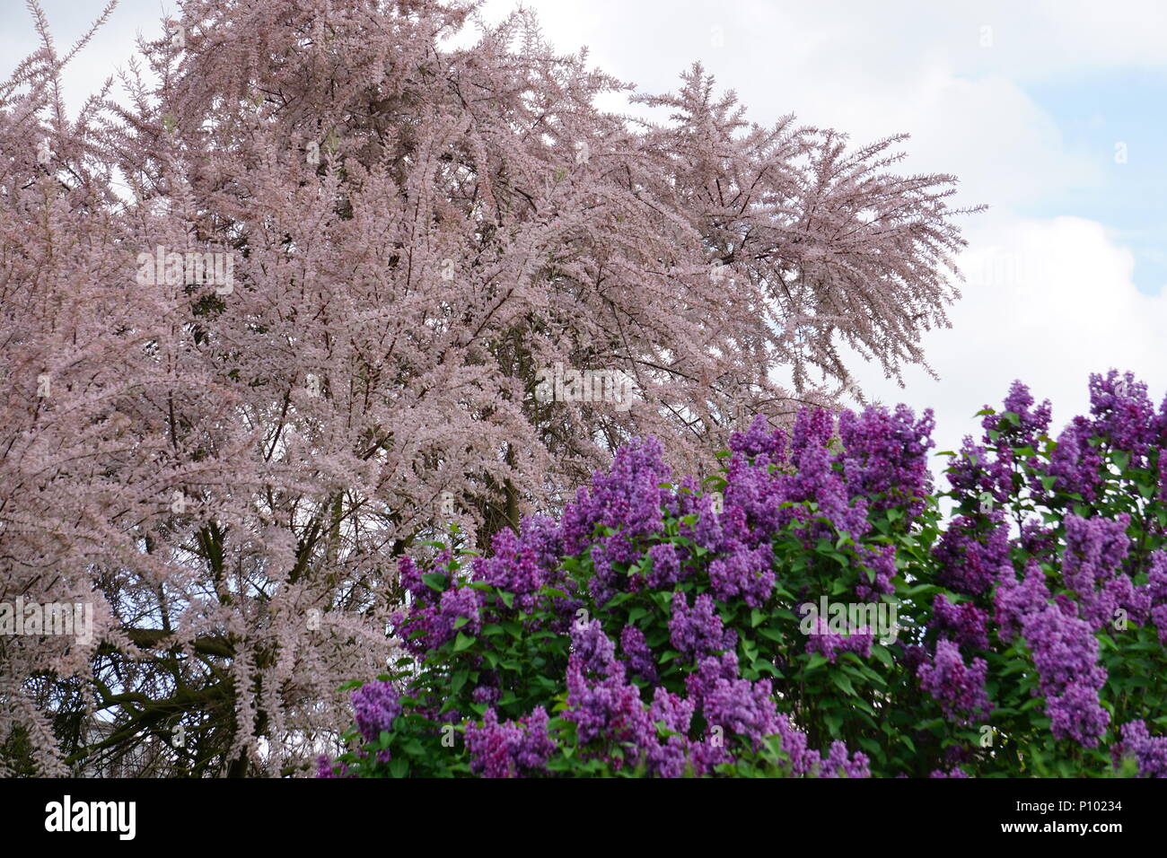 Tamarisk trees hi-res stock photography and images - Alamy