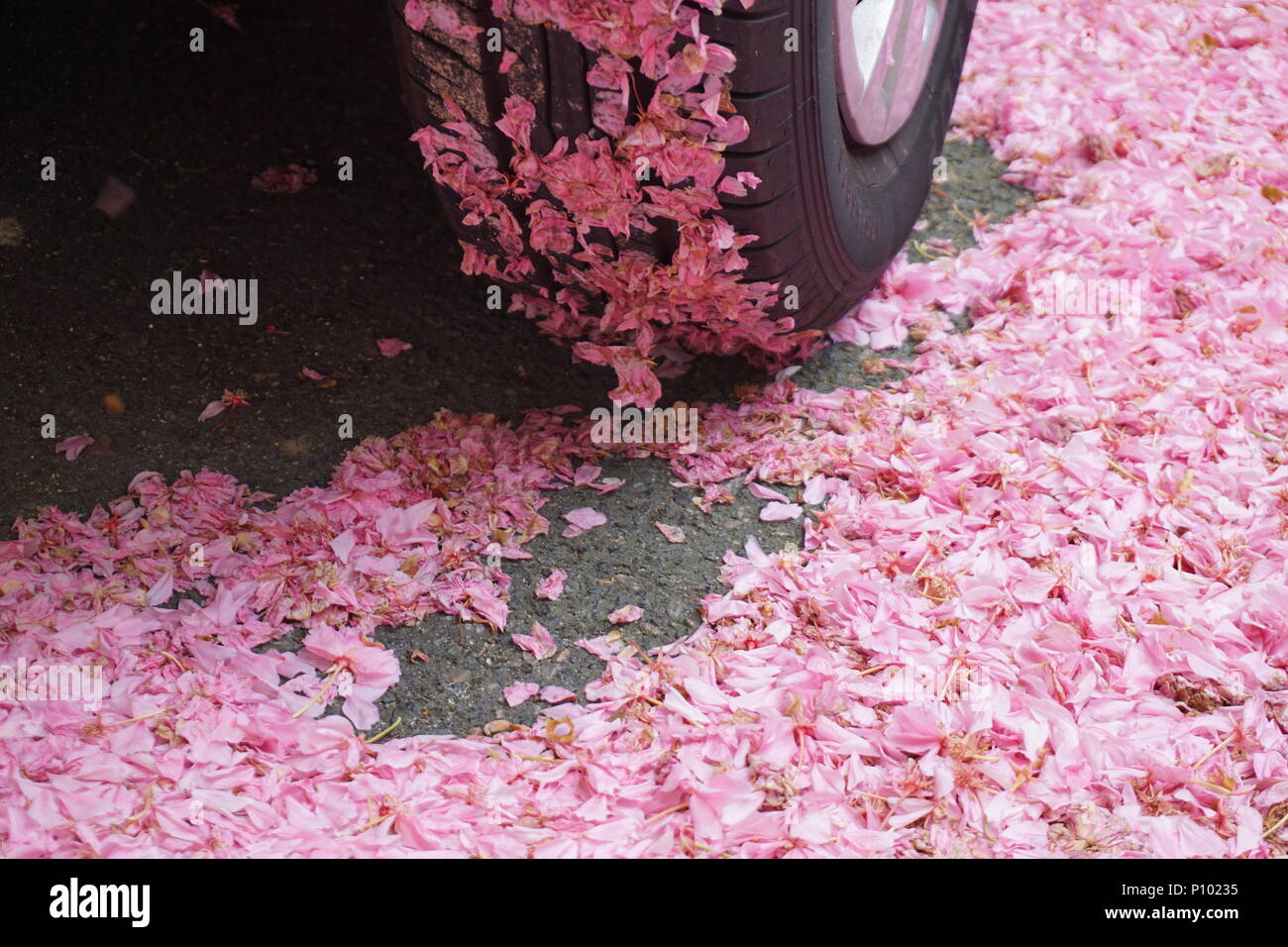 Bright pink cherry tree petals carpet on the pavement with a bunch ...