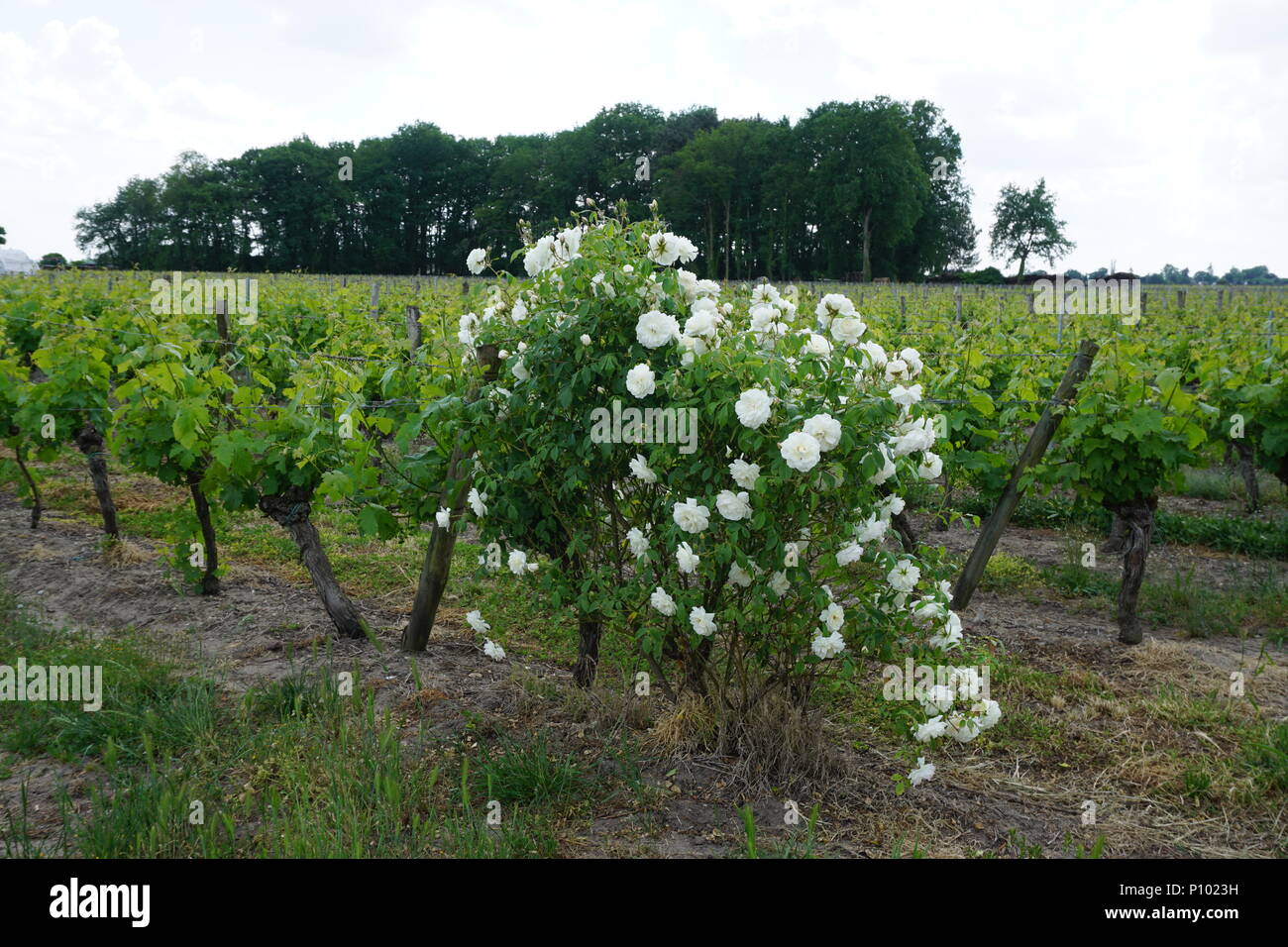 Beautiful white rose bush standing guard against disease by the rows of ...