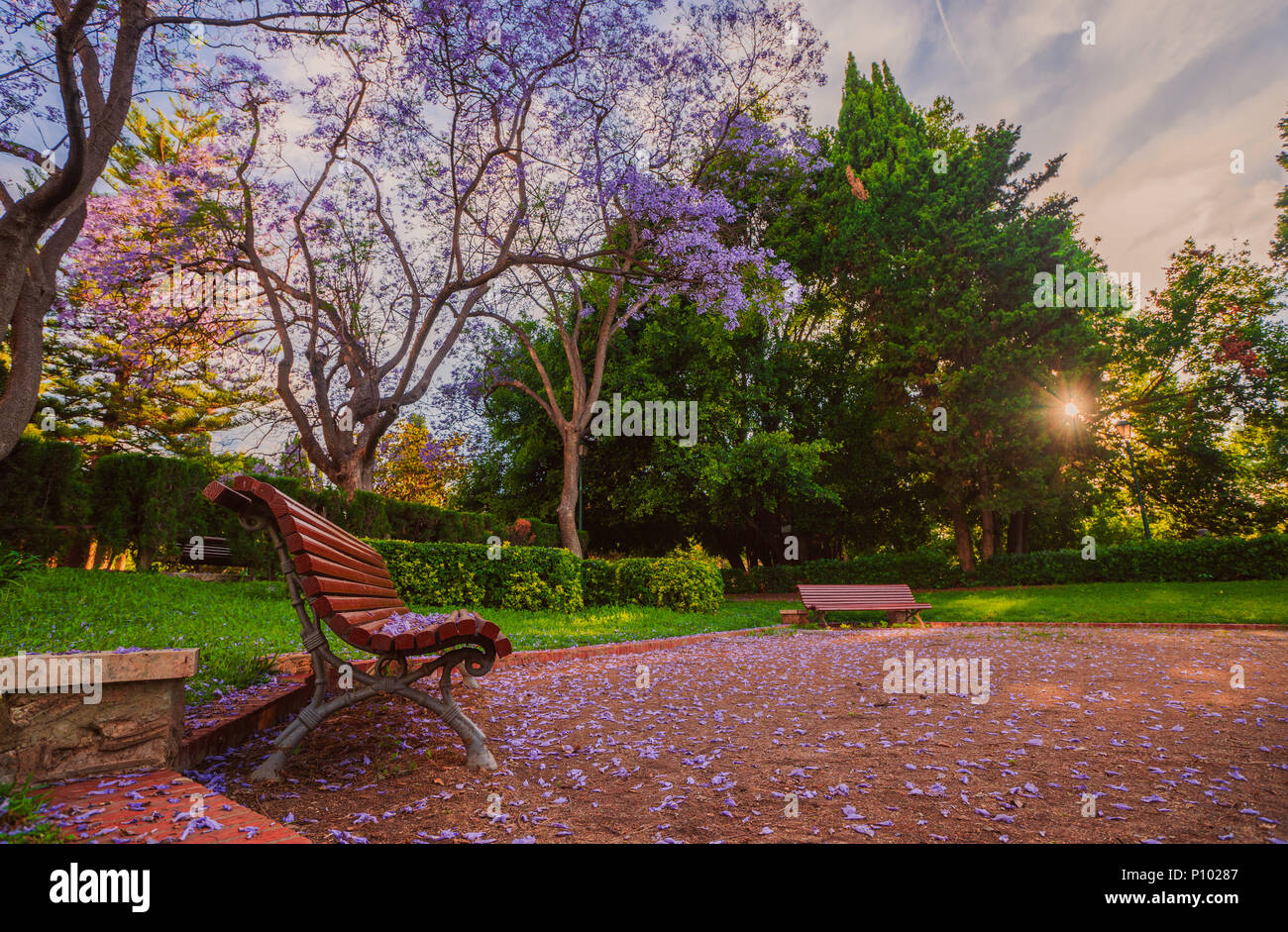 Jacaranda tree hi-res stock photography and images - Alamy