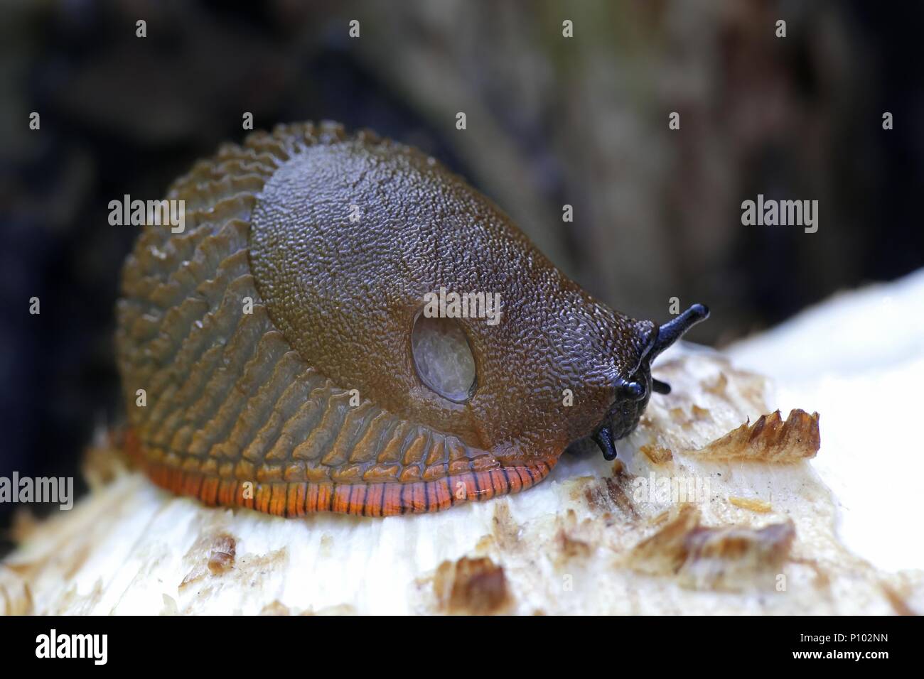 Spanish slug, Arion vulgaris, highly invasive pest Stock Photo - Alamy