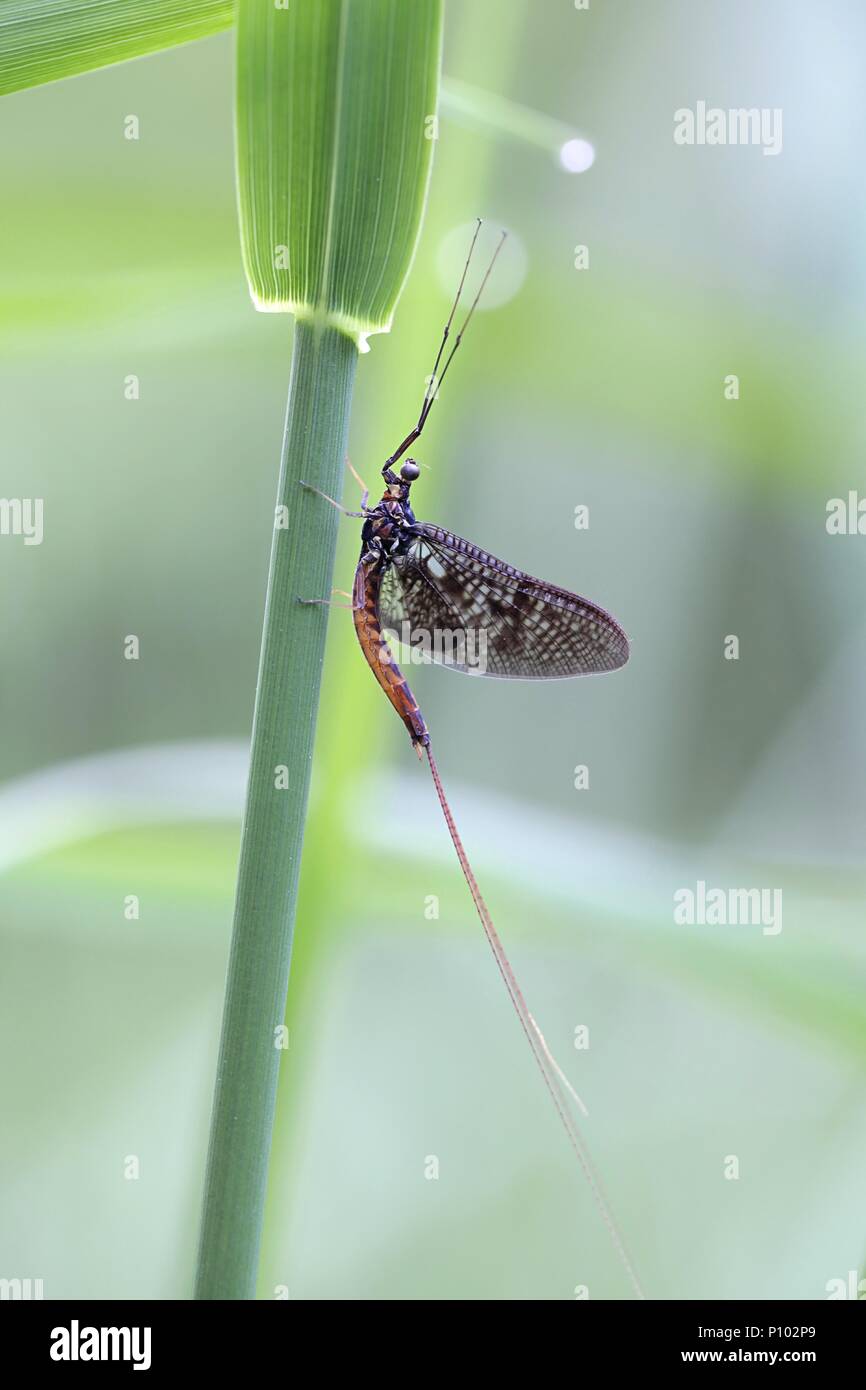 Common mayfly, also called shadly and fishfly, Ephemera,vulgata Stock ...