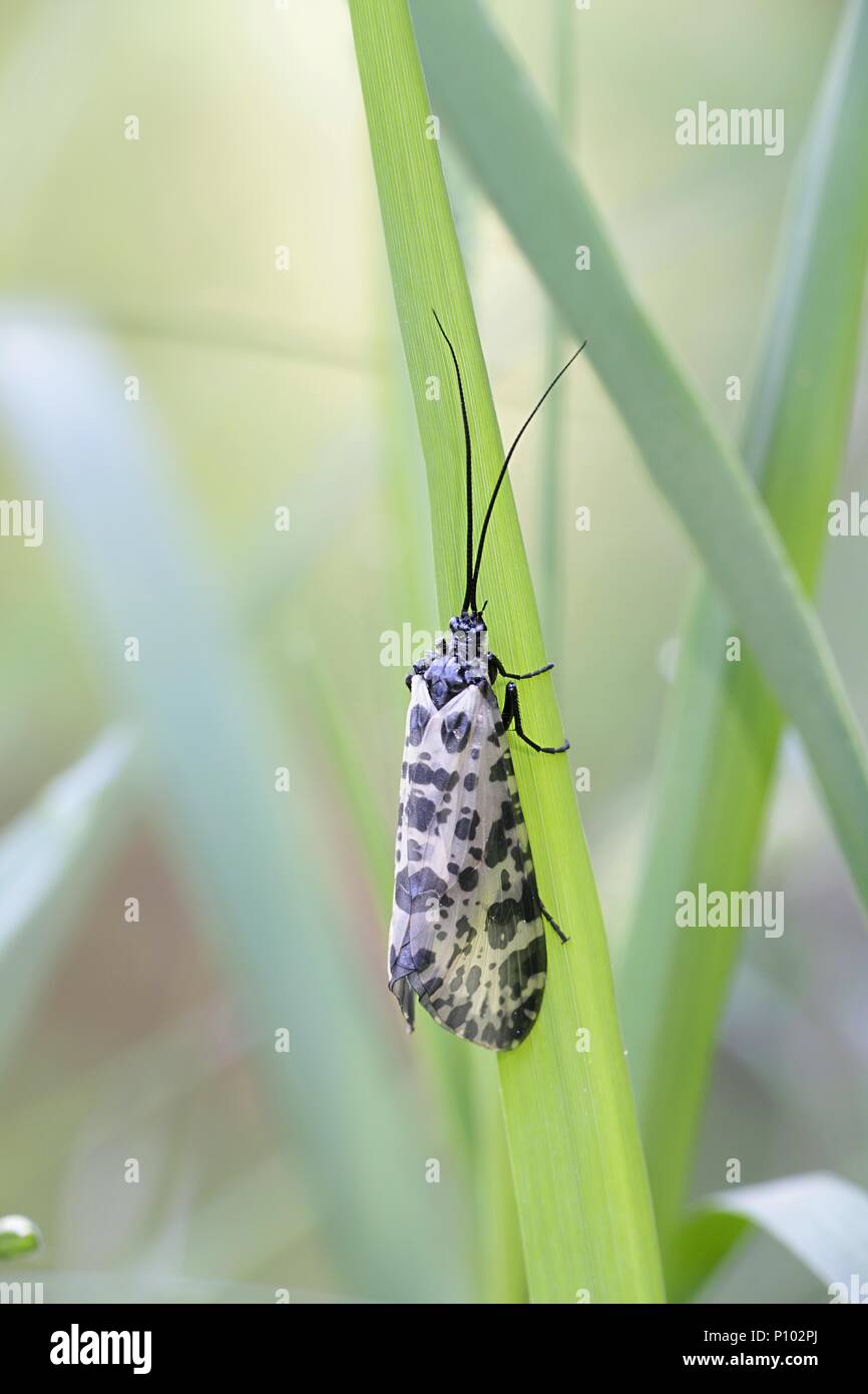 Spotted caddisfly, also called sedge-fly and rail-fly, Semblis ...