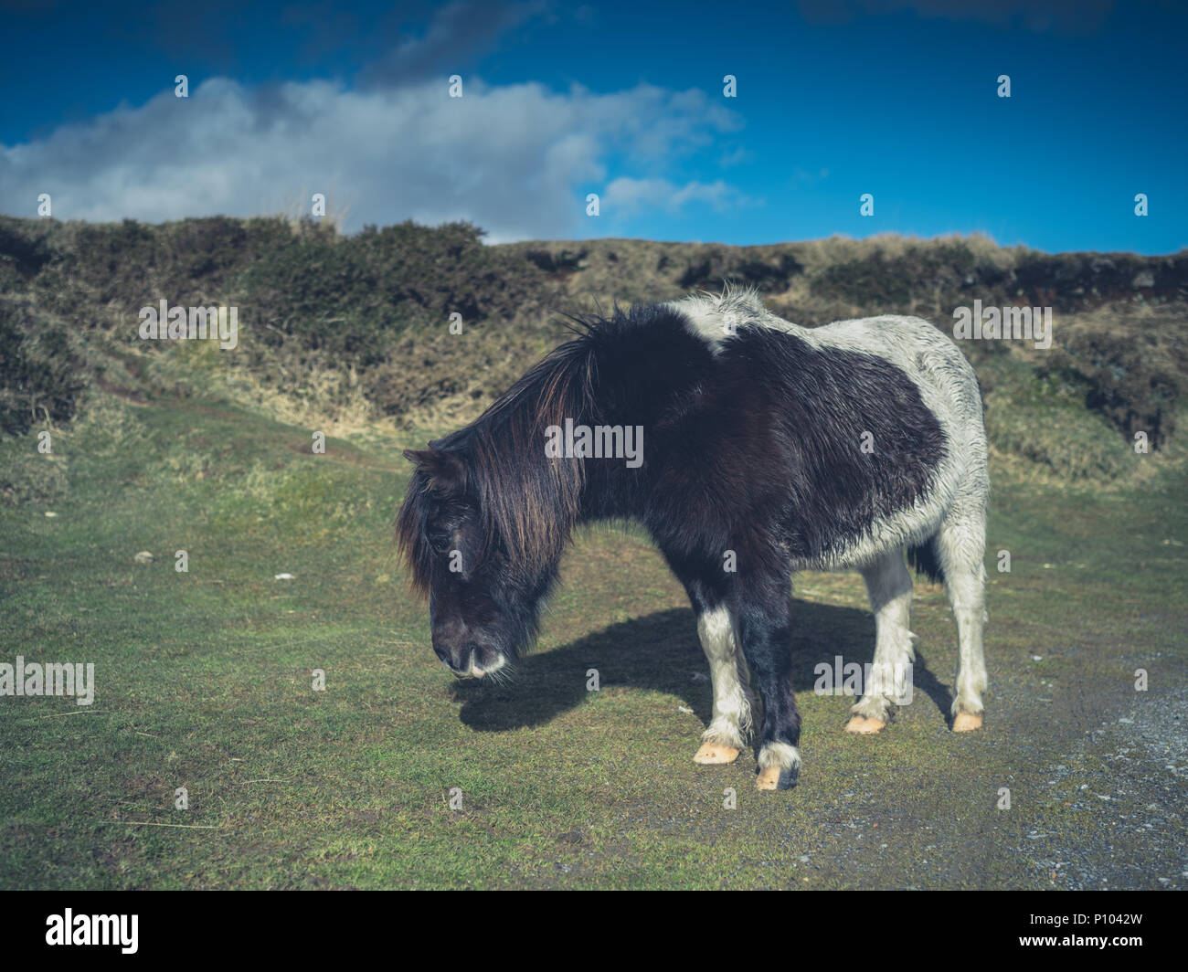 Beautiful pony standing on hi-res stock photography and images - Alamy