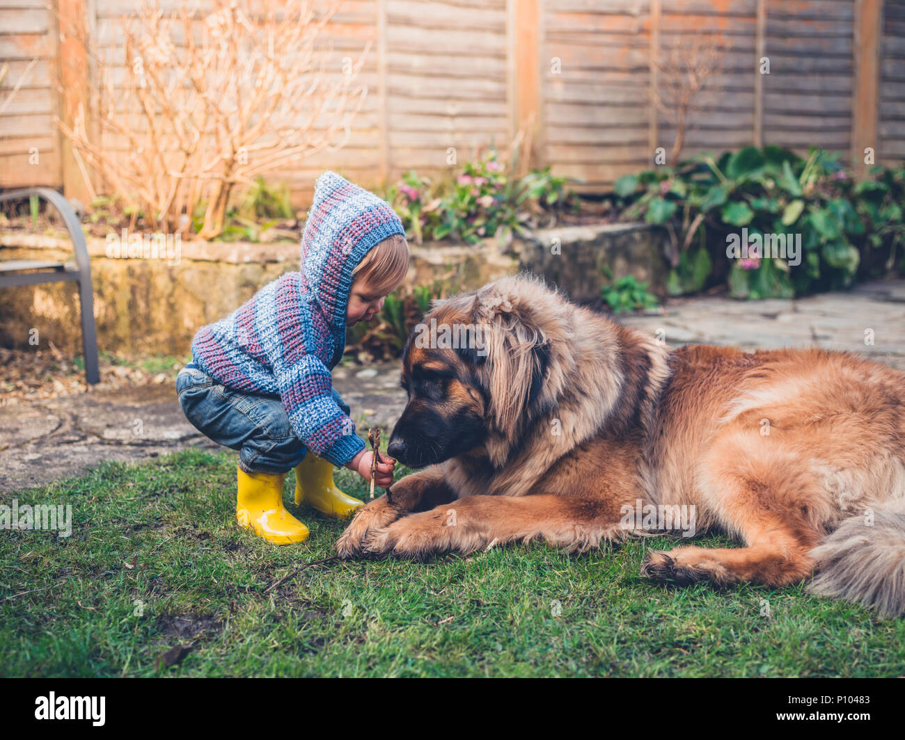 Leonberger With Baby