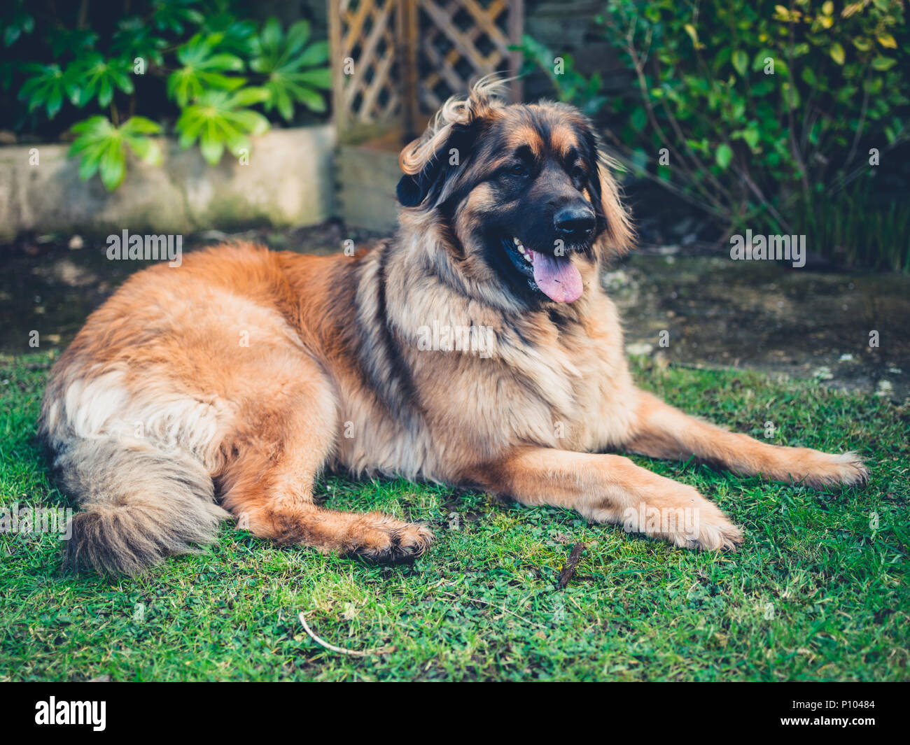 A giant Leonberger dog is relaxing on the lawn Stock Photo - Alamy