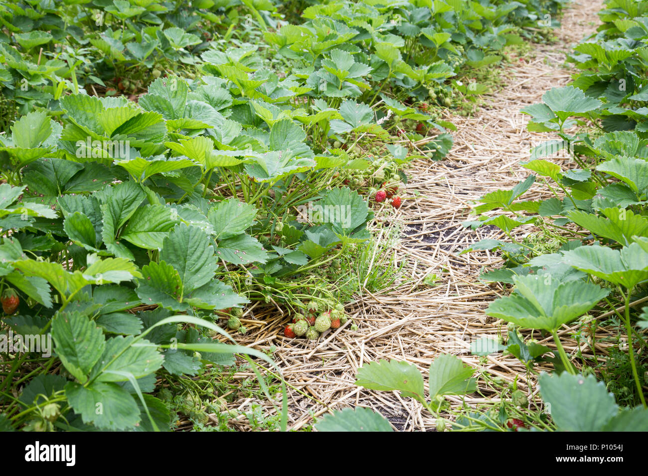 Strawberry in the garden Stock Photo - Alamy