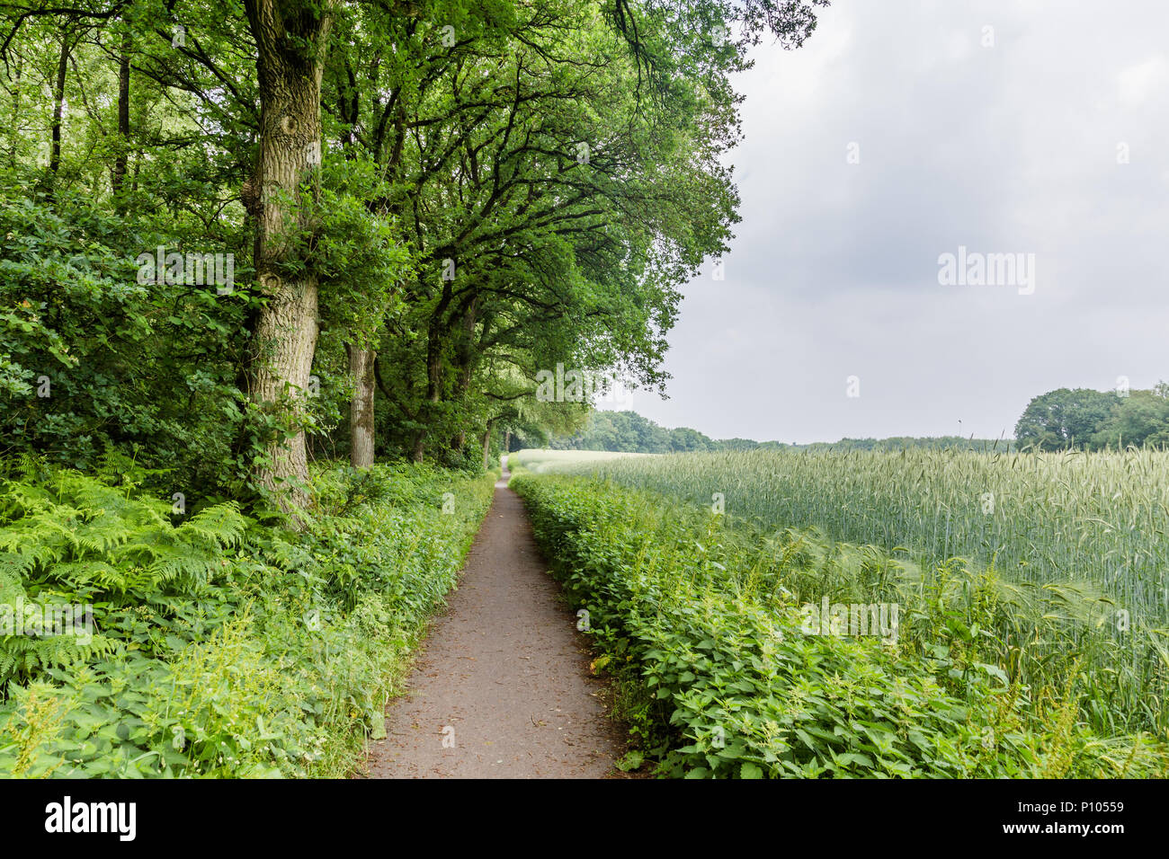Landscape Dutch countryside Stock Photo - Alamy