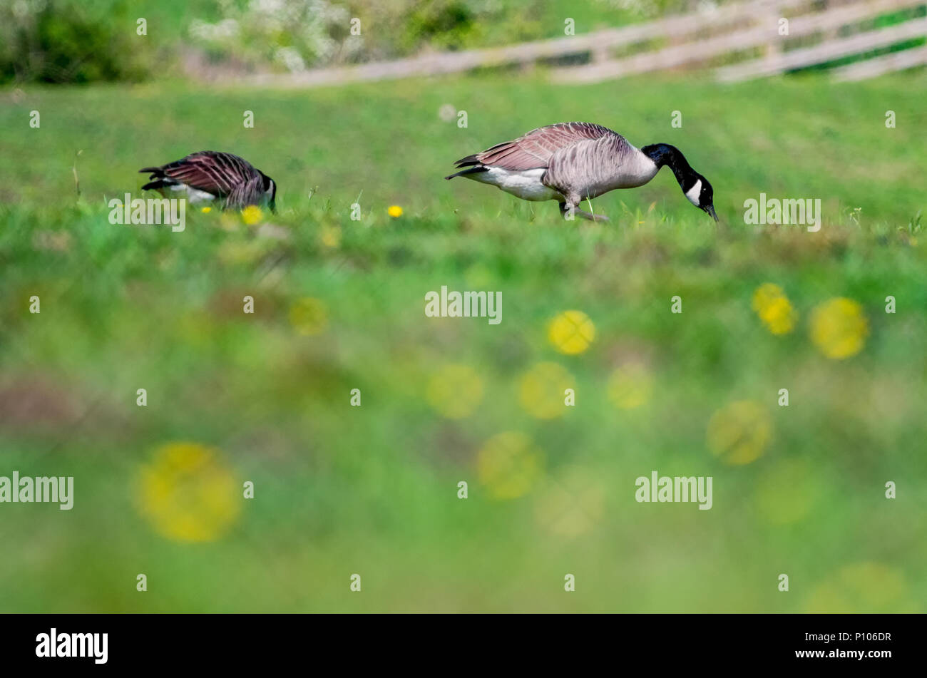 Atlantic canada farm hi-res stock photography and images - Alamy