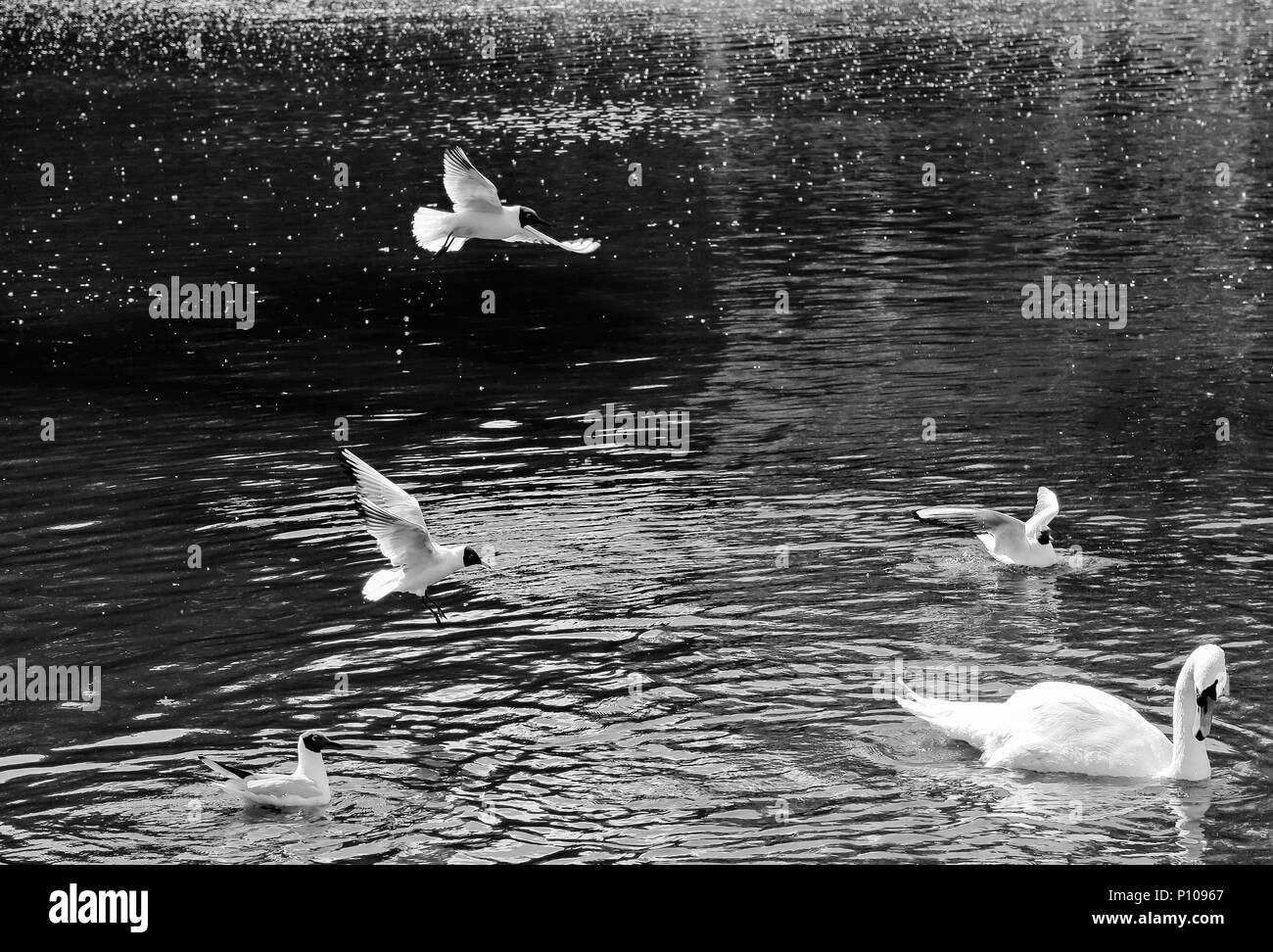 Chick outdoors Black and White Stock Photos & Images - Alamy