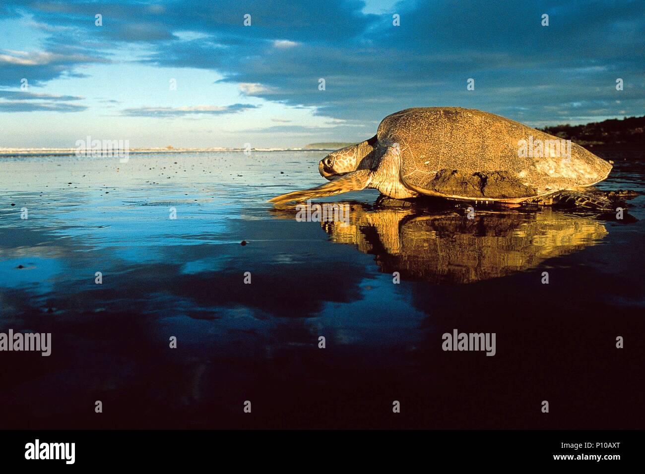 Original Film Title: DEEP BLUE. English Title: DEEP BLUE. Film Director ...