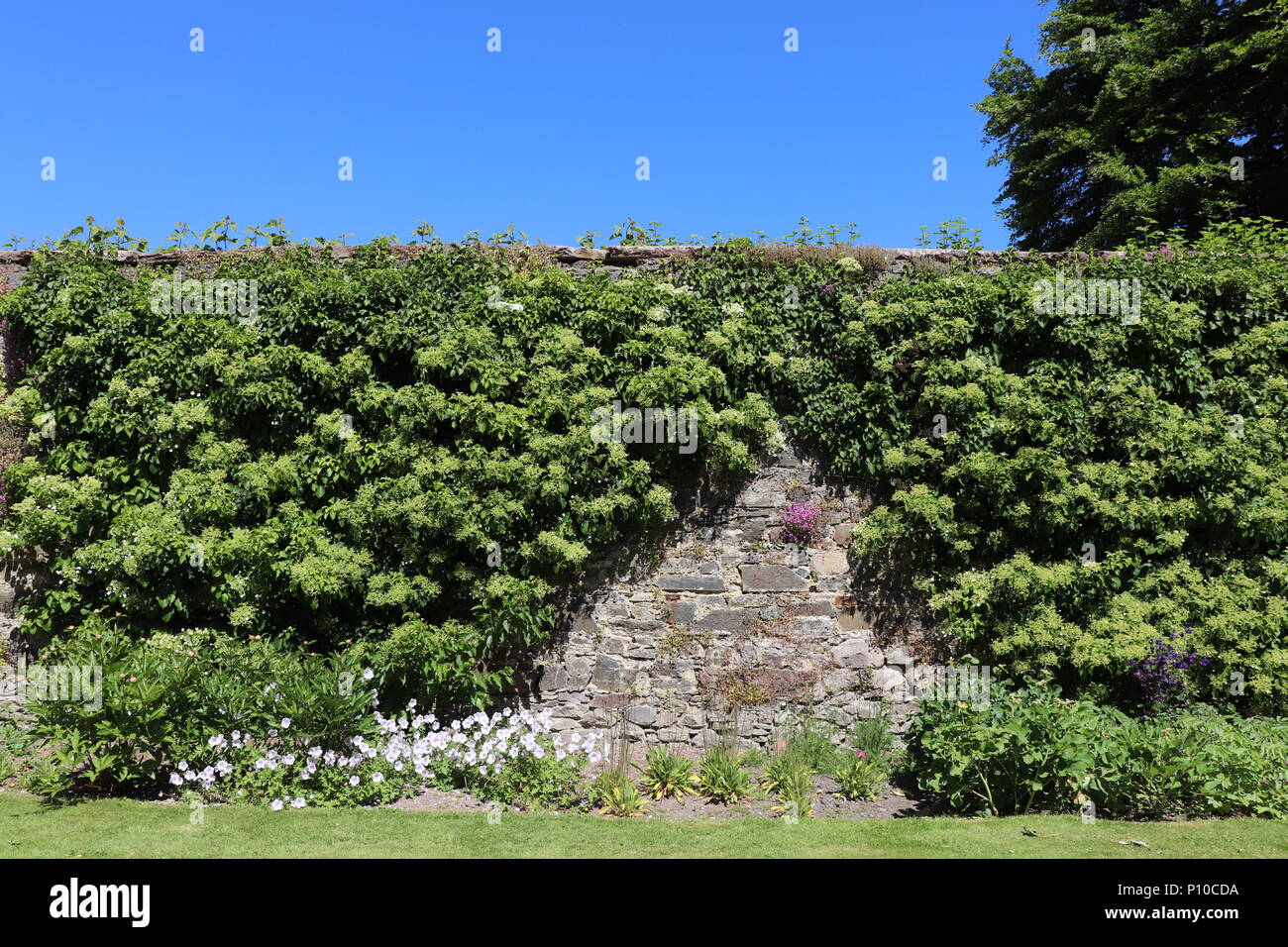 Flowers, plants and shrubs in formal garden Stock Photo - Alamy