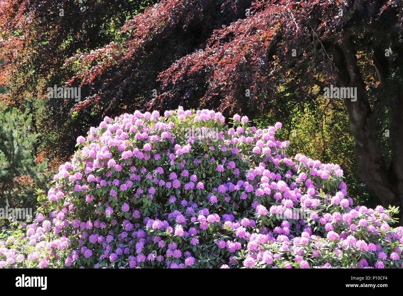 Flowers, plants and shrubs in formal garden Stock Photo - Alamy