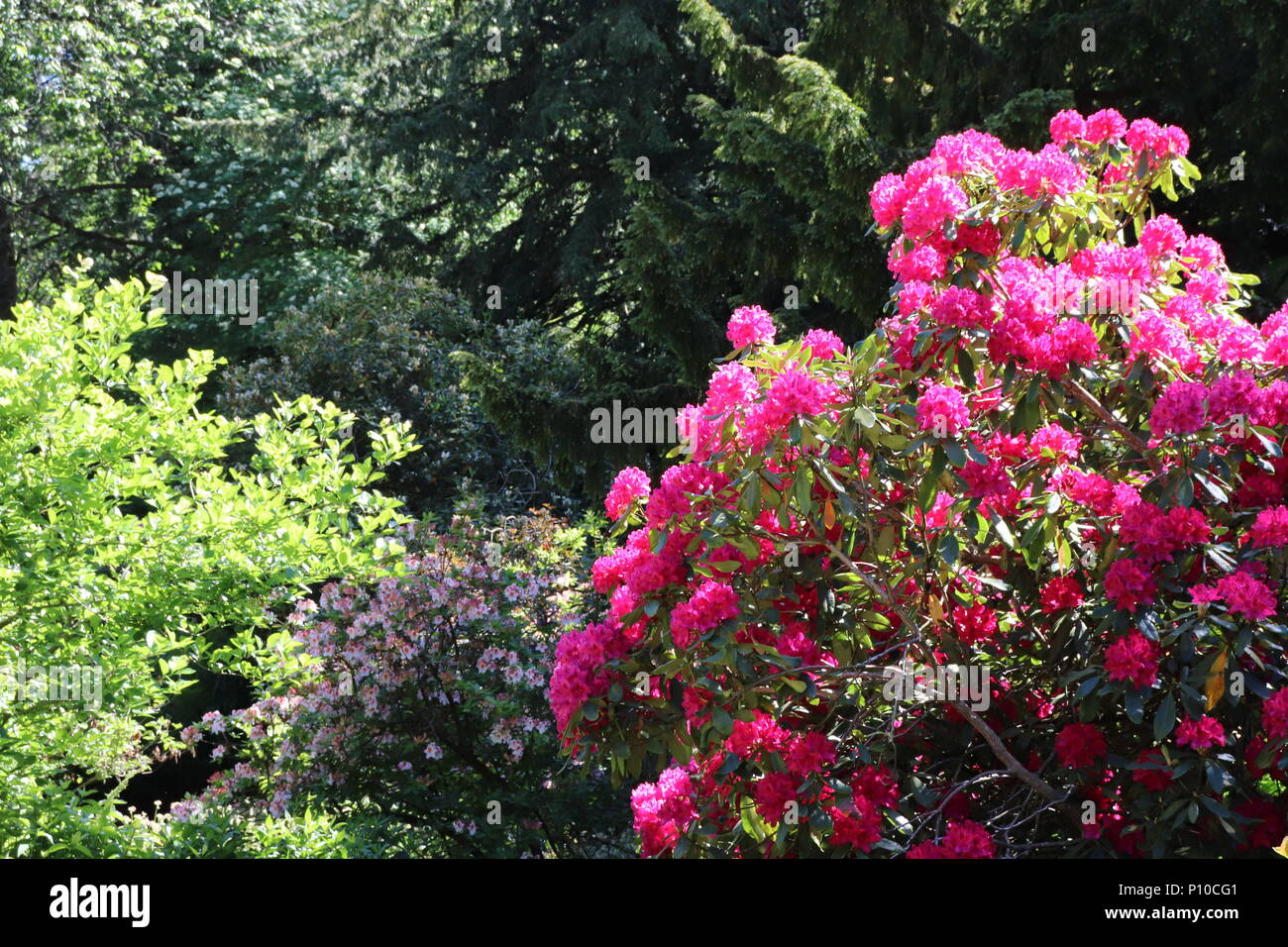 Flowers, plants and shrubs in formal garden Stock Photo - Alamy