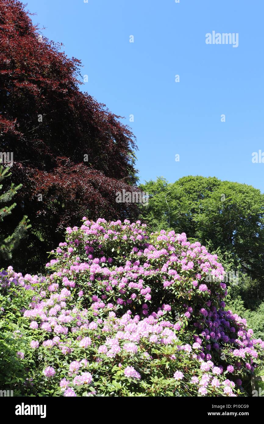 Flowers, plants and shrubs in formal garden Stock Photo - Alamy