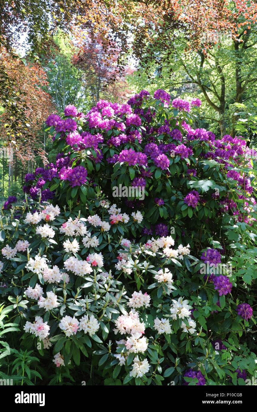 Flowers, plants and shrubs in formal garden Stock Photo - Alamy
