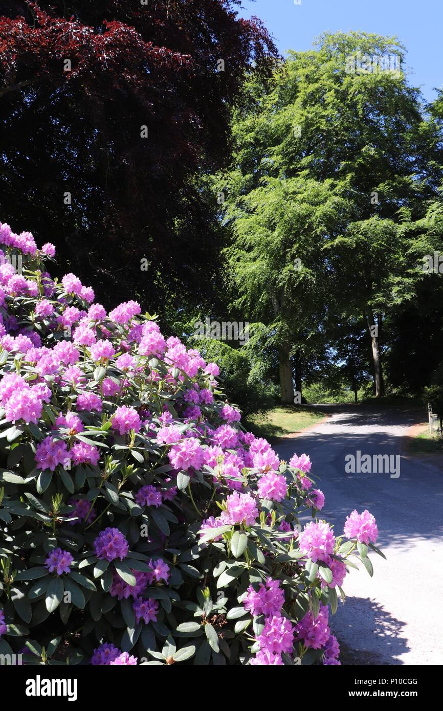 Flowers, plants and shrubs in formal garden Stock Photo - Alamy
