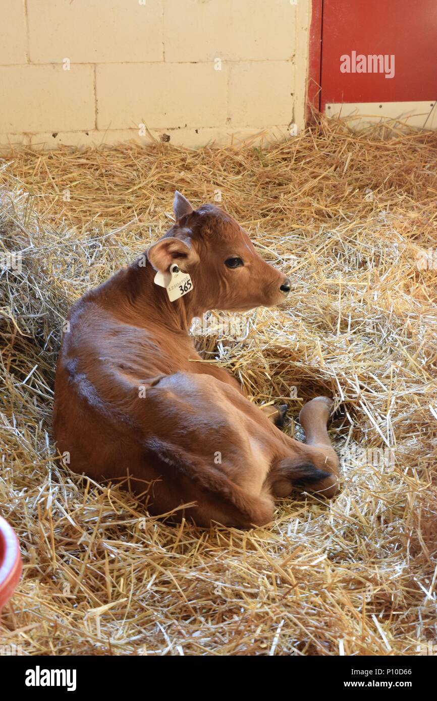 A calf sitting inside a petting zoo barn Stock Photo - Alamy