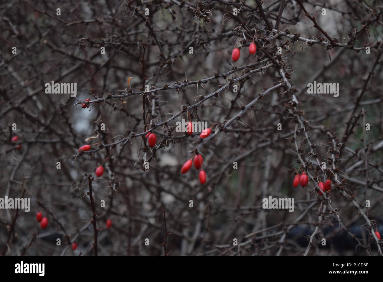 Thorned branches with red berries growing on them Stock Photo - Alamy