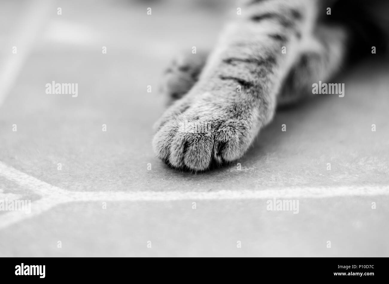 Lovely tabby cat picture Stock Photo - Alamy Lovely tabby cat picture Stock Photo - Alamy