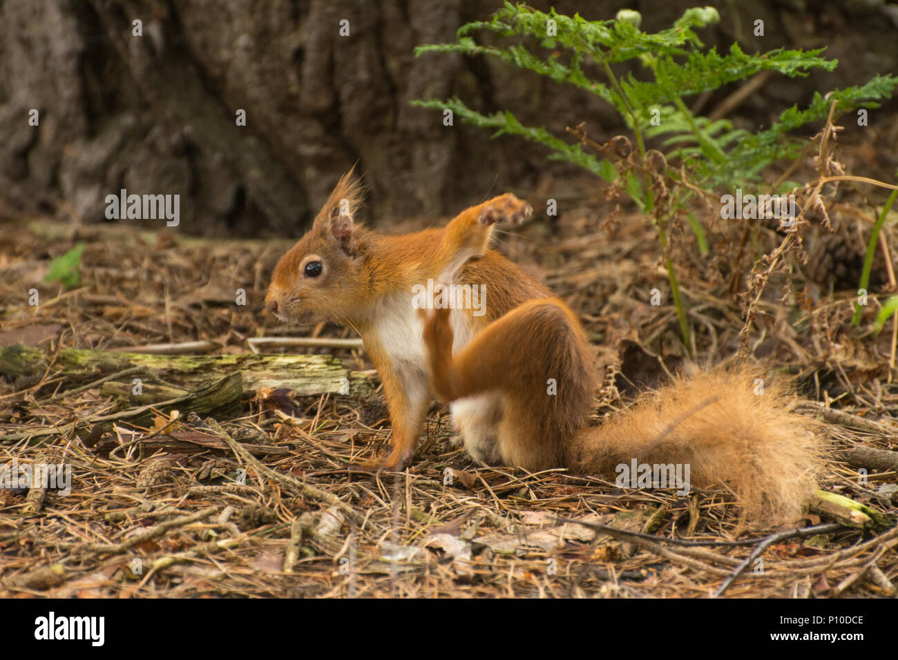 Red squirrel (Sciurus vulgaris) having a scratch on Brownsea Island in ...