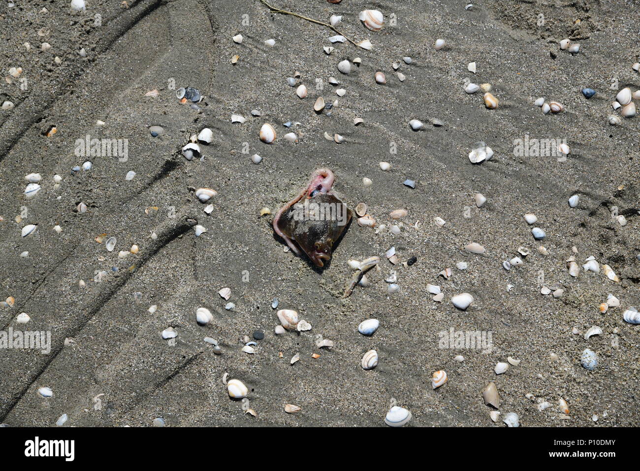 Dutch sea fishery hi-res stock photography and images - Alamy