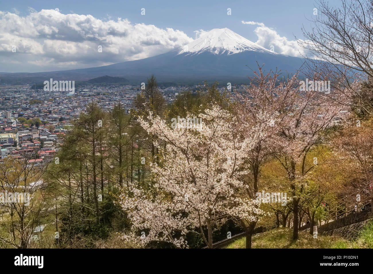 Yamanashi forest hi-res stock photography and images - Alamy