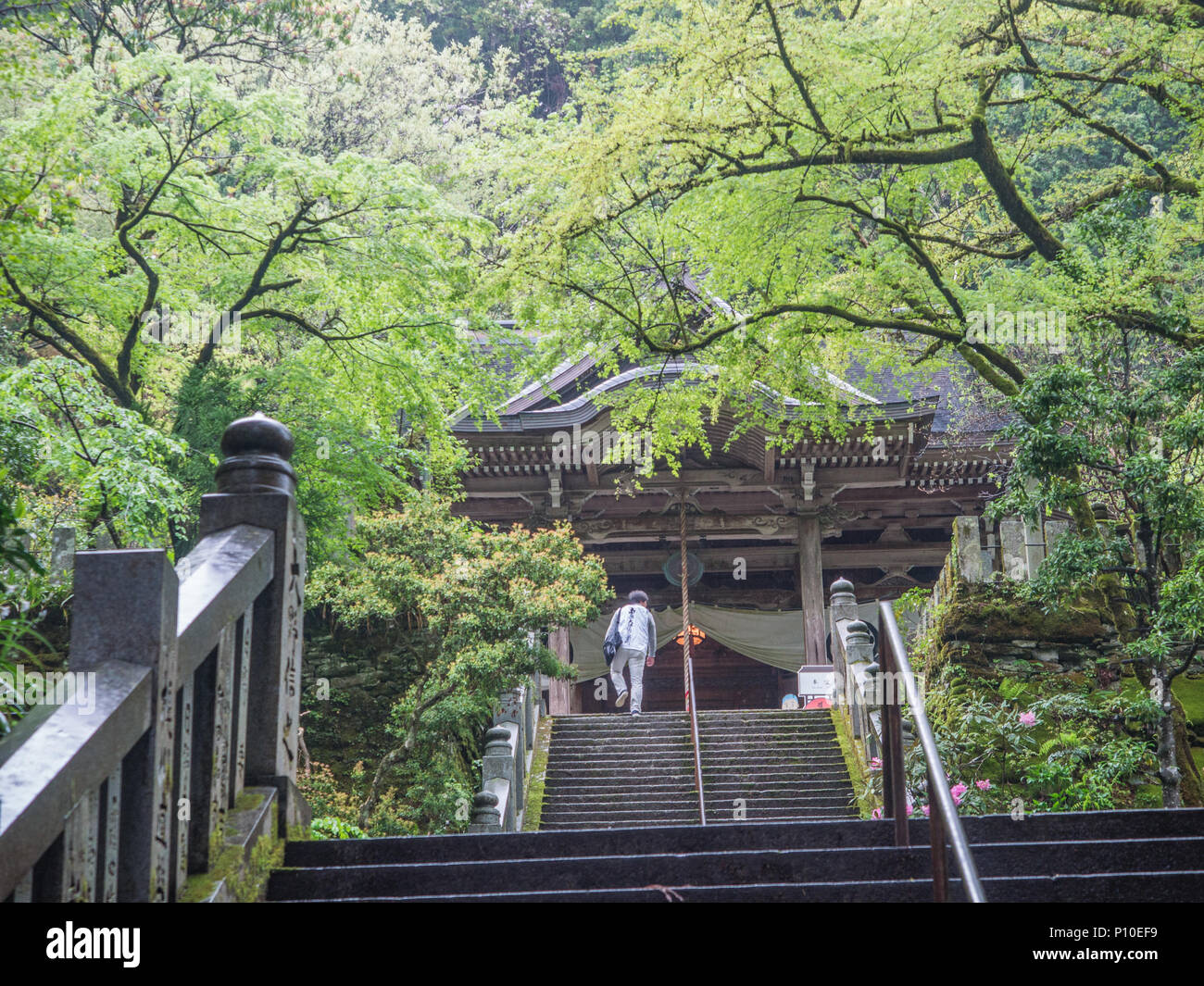 Henro pilgrim climbs steps to hondo main hall, Daioji temple 44 ...