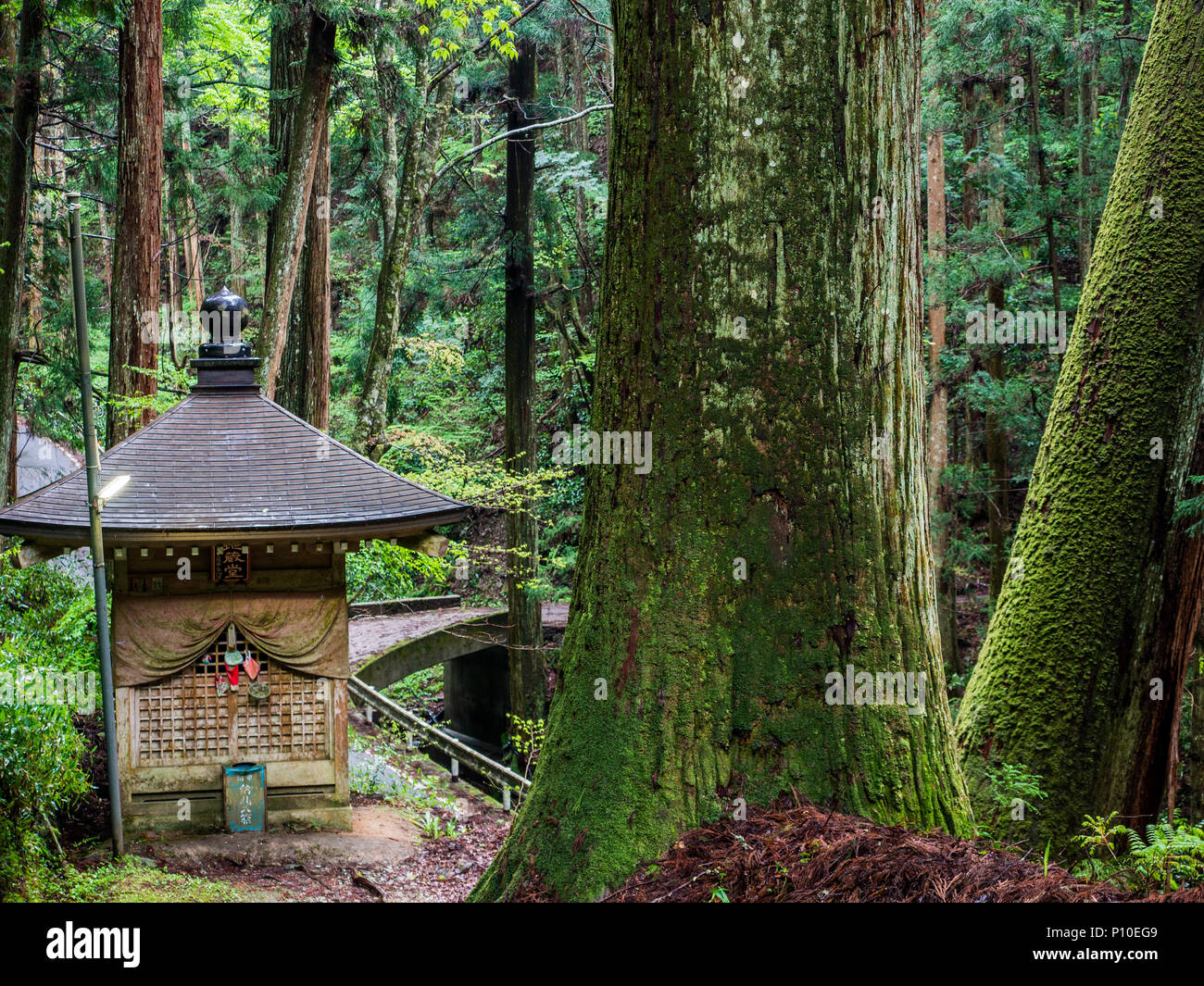 Giant sugi trees and small shrine, Daioji temple 44, Shikoku 88 temple ...