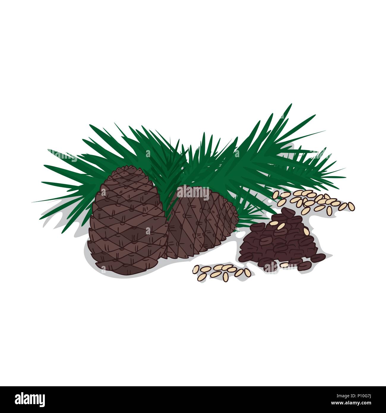 Pine leaf Stock Vector Images - Alamy