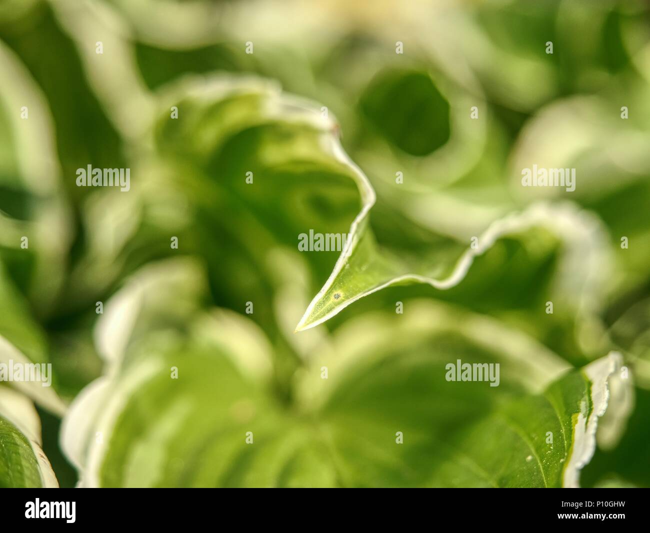 Green variegated Hostas. Hosta plant is popular Perennial flower grows ...