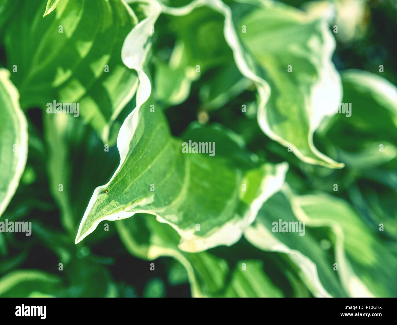 Green variegated Hostas. Hosta plant is popular Perennial flower grows ...