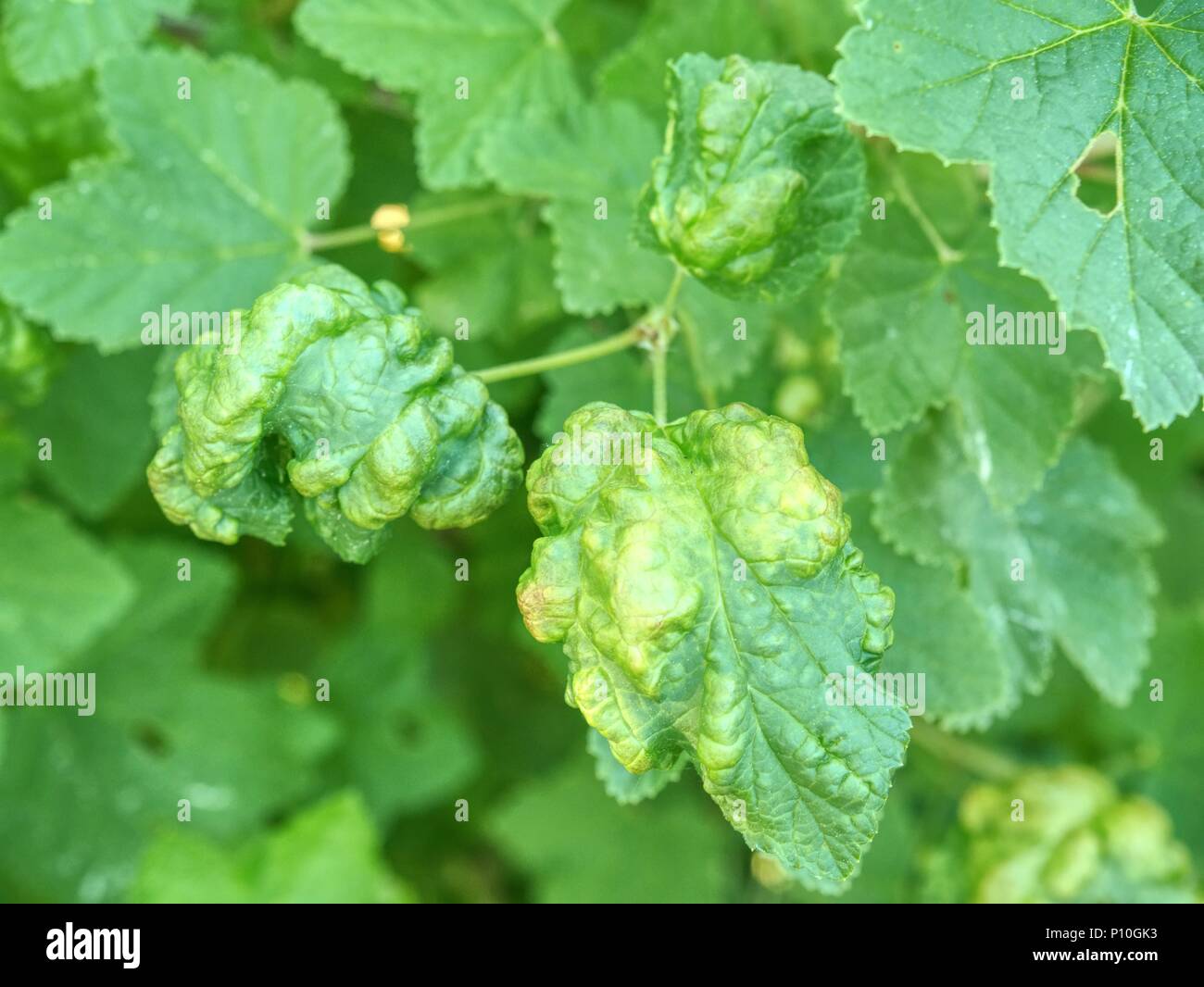 Ill leaves of currant of ticks. Bush red currant struck by illness ...