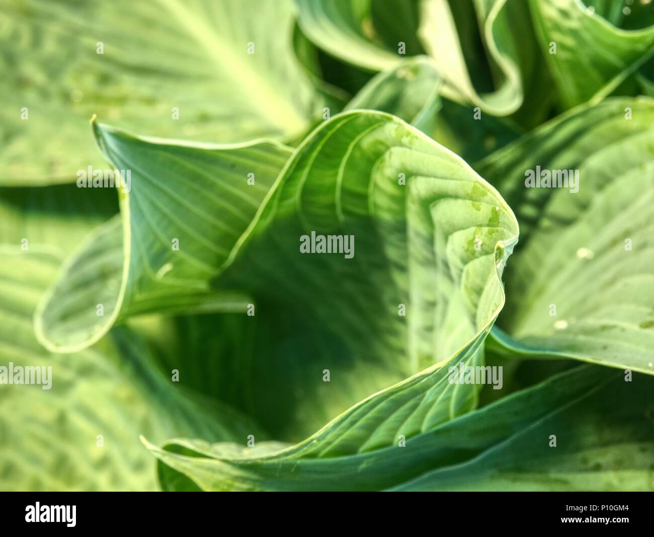 Full frame image of hosta leaves in detail. Beautiful bright green and ...
