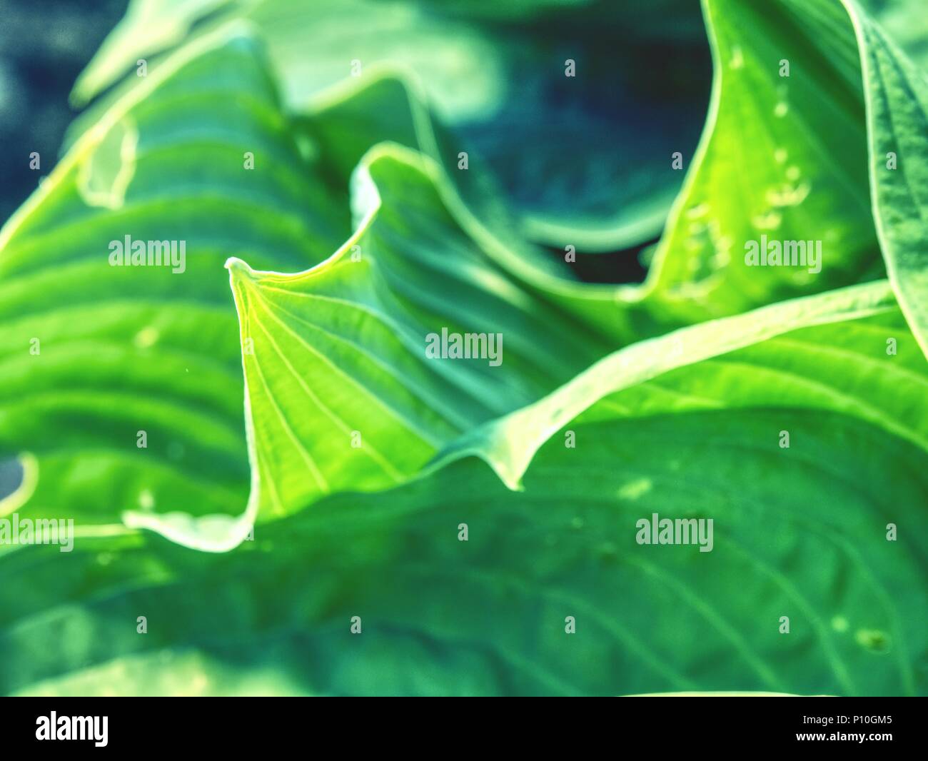 Broad lanceolate leaf hi-res stock photography and images - Alamy