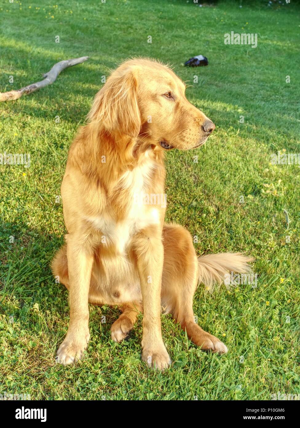 Portrait of calm Golden Retriever. Healthy athletic body of smart lying ...