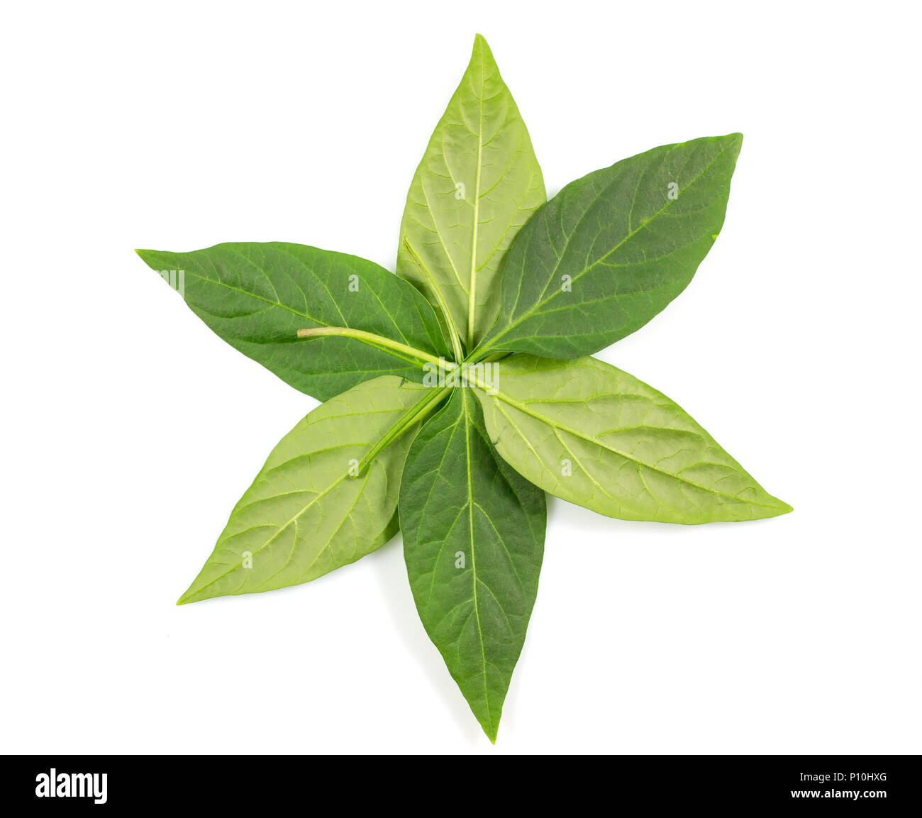 Green leaves alternate front and back isolated from the white ...