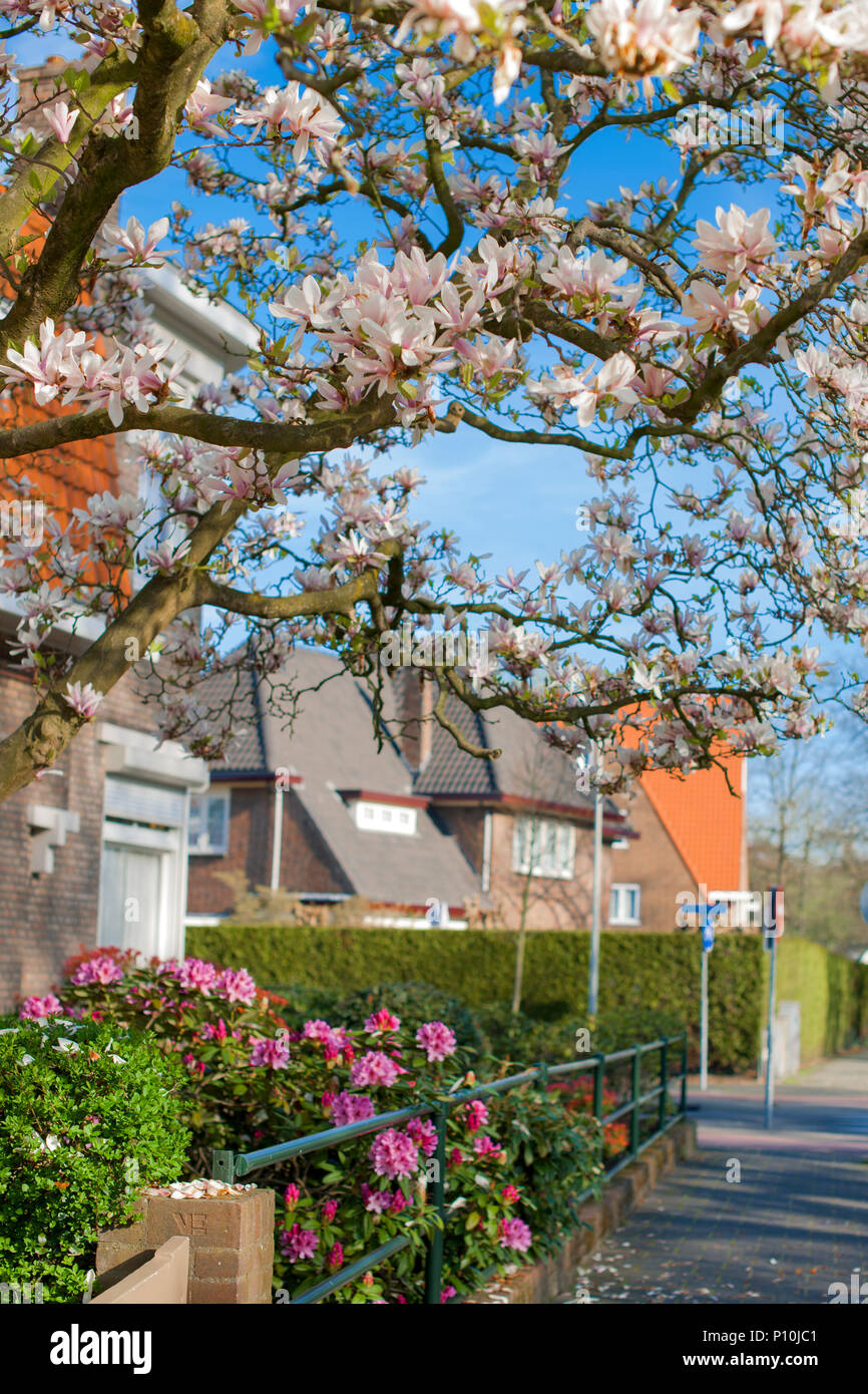 Flowering trees on the street of Europe. Beautiful spring. Blue sky ...