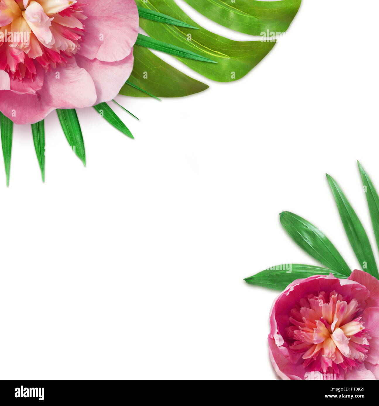 Various Red Flowers Head top view Isolated on White Background Stock ...