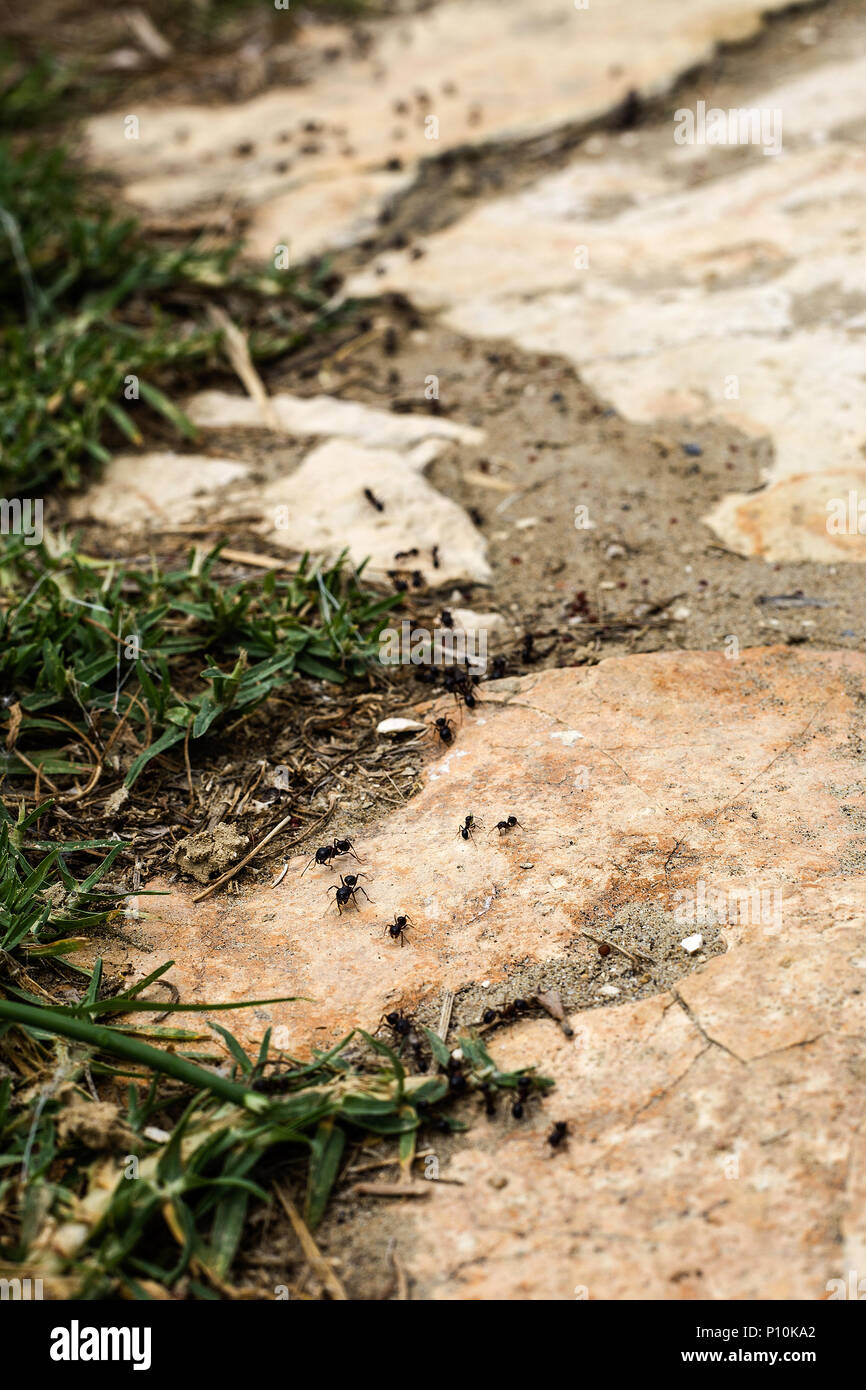 A batch of black ants are following one another and slowly marching ...